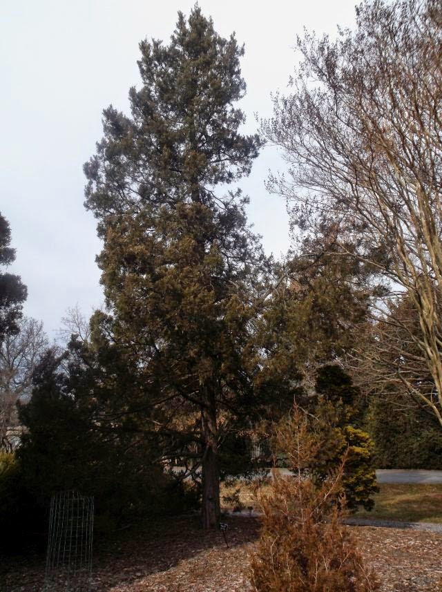 Future Plants by Randy Stewart: Junipers for all Landscapes