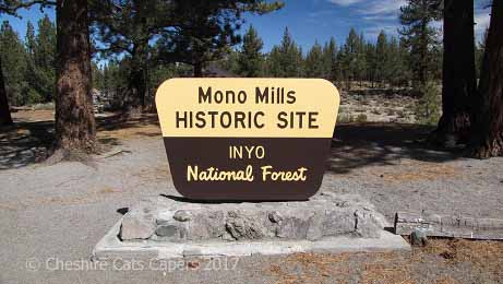 Cheshire Cats Capers: Mono Mills Historic Site, California