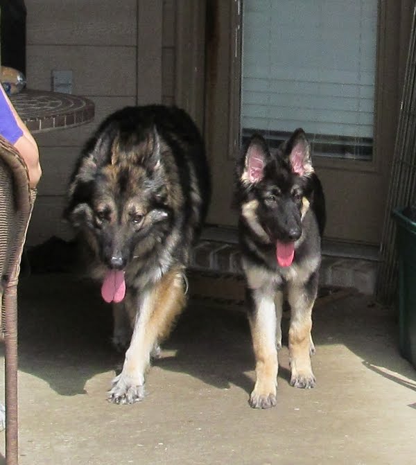 Sparta ISSA Shiloh Shepherds