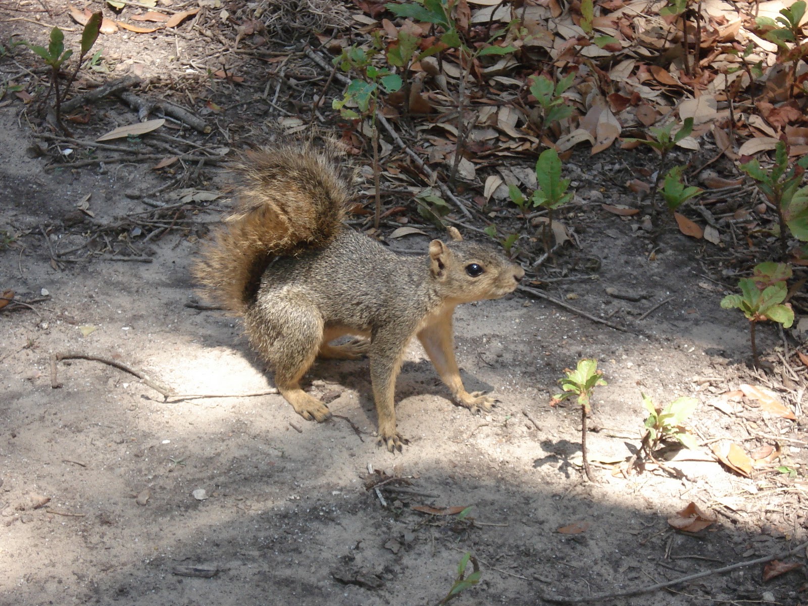 Intercambio do Edu: Caça aos esquilos!