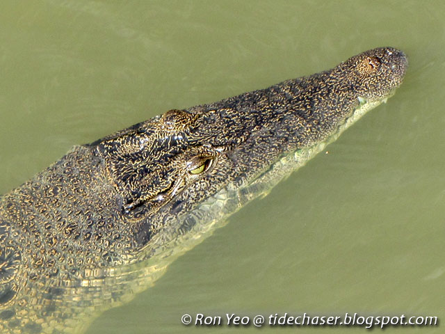 tHE tiDE cHAsER: Crocodilians (Phylum Chordata: Order Crocodilia) of ...