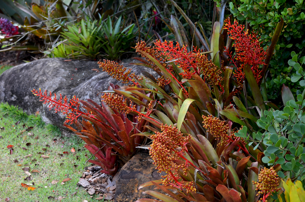 orlando graeff escreveu: PLANTAS DO JARDIM FITOGEOGRÁFICO – BROMÉLIA ...