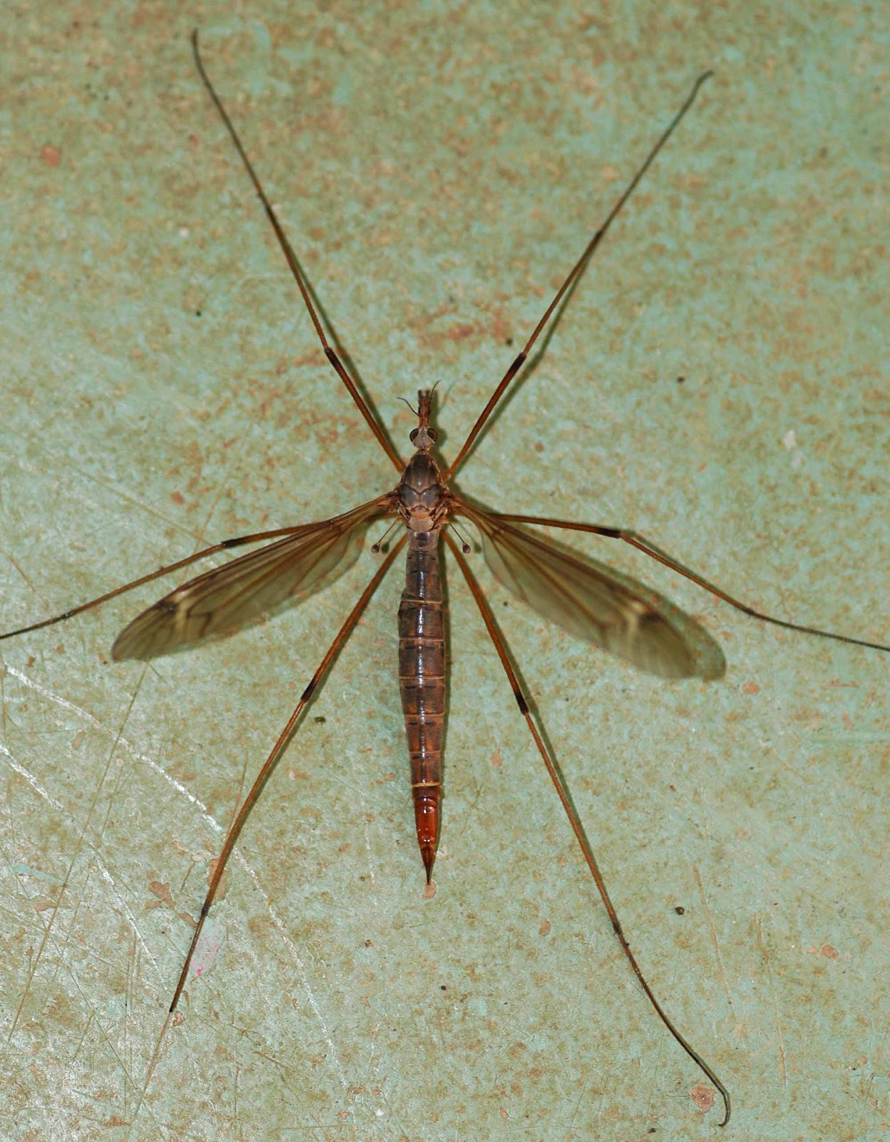 Window on a Texas Wildscape: Crane fly outbreak