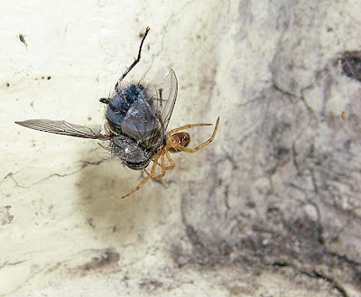 CABINET OF CURIOSITIES: The Spider and the Fly: 2