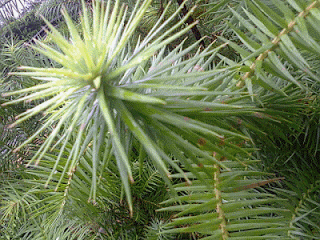 DAFTAR HARGA TANAMAN: Tanaman Langka Okaria kuning