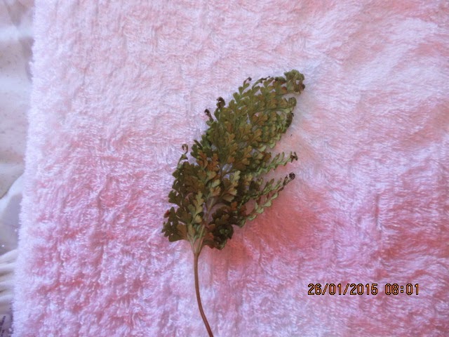 JorgeusBikers: The #Ivatan cuisine - part of the #Batanestour