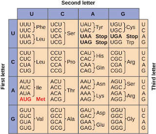 A practical step-by-step on how to transcribe and translate DNA sequence
