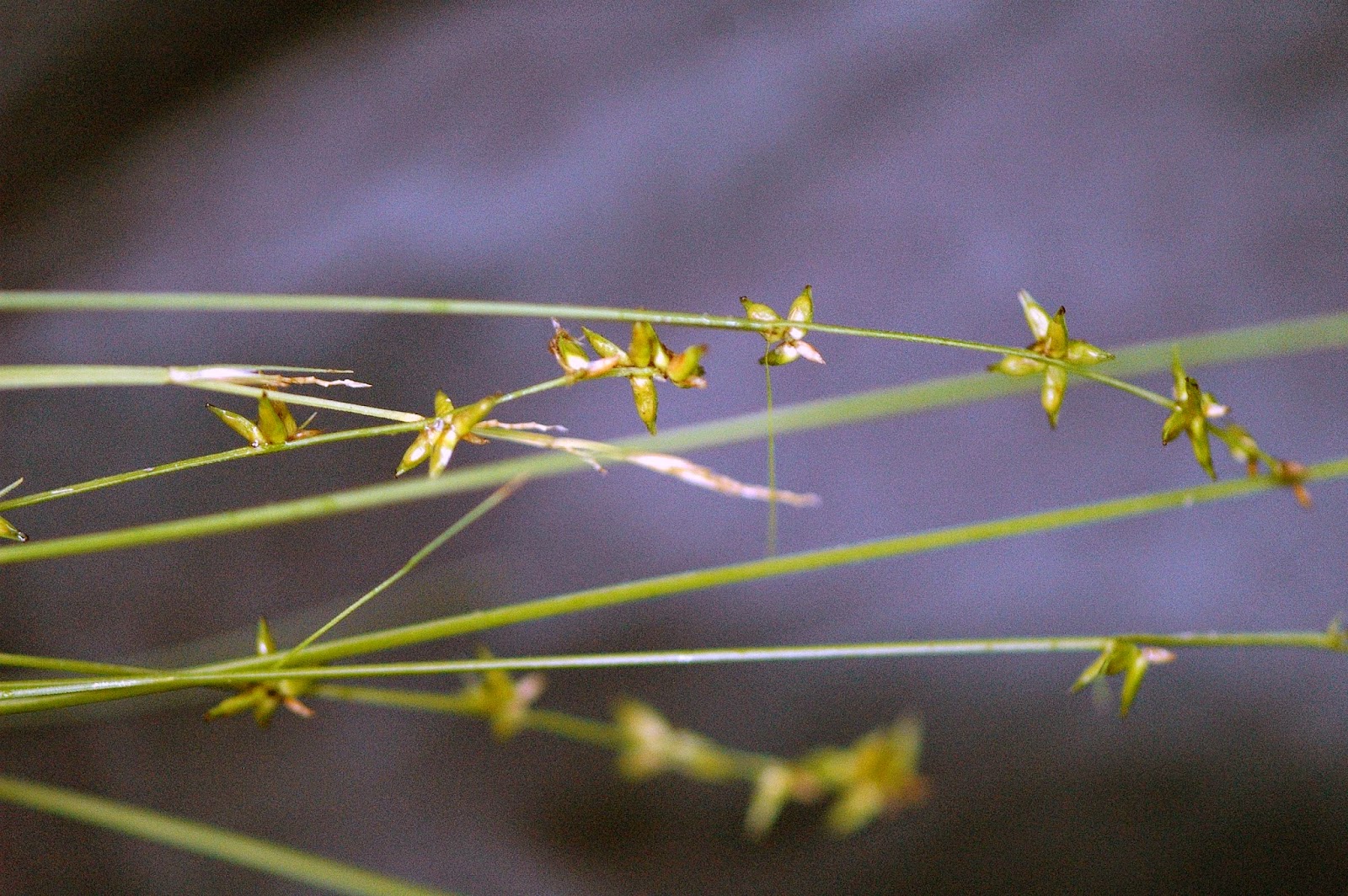 Field Biology in Southeastern Ohio: Carex Sedges part 2-star, spiny ...