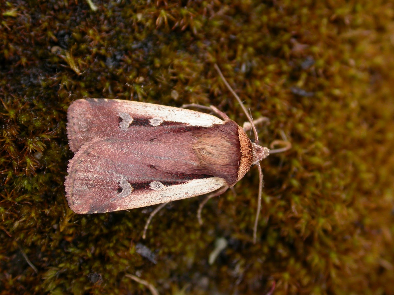 Ripley Moths: Current Moth Life List
