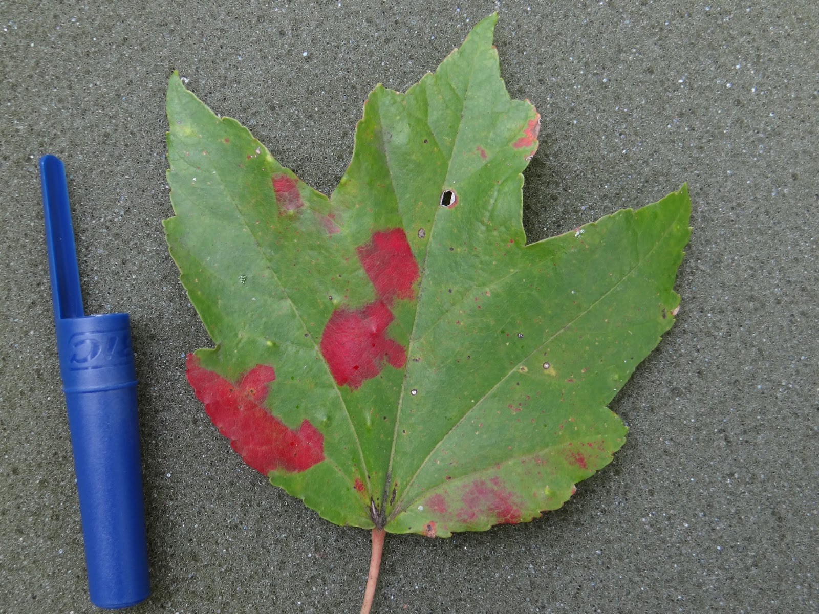 Nature Ramblers: Ramble Report October 29 2015