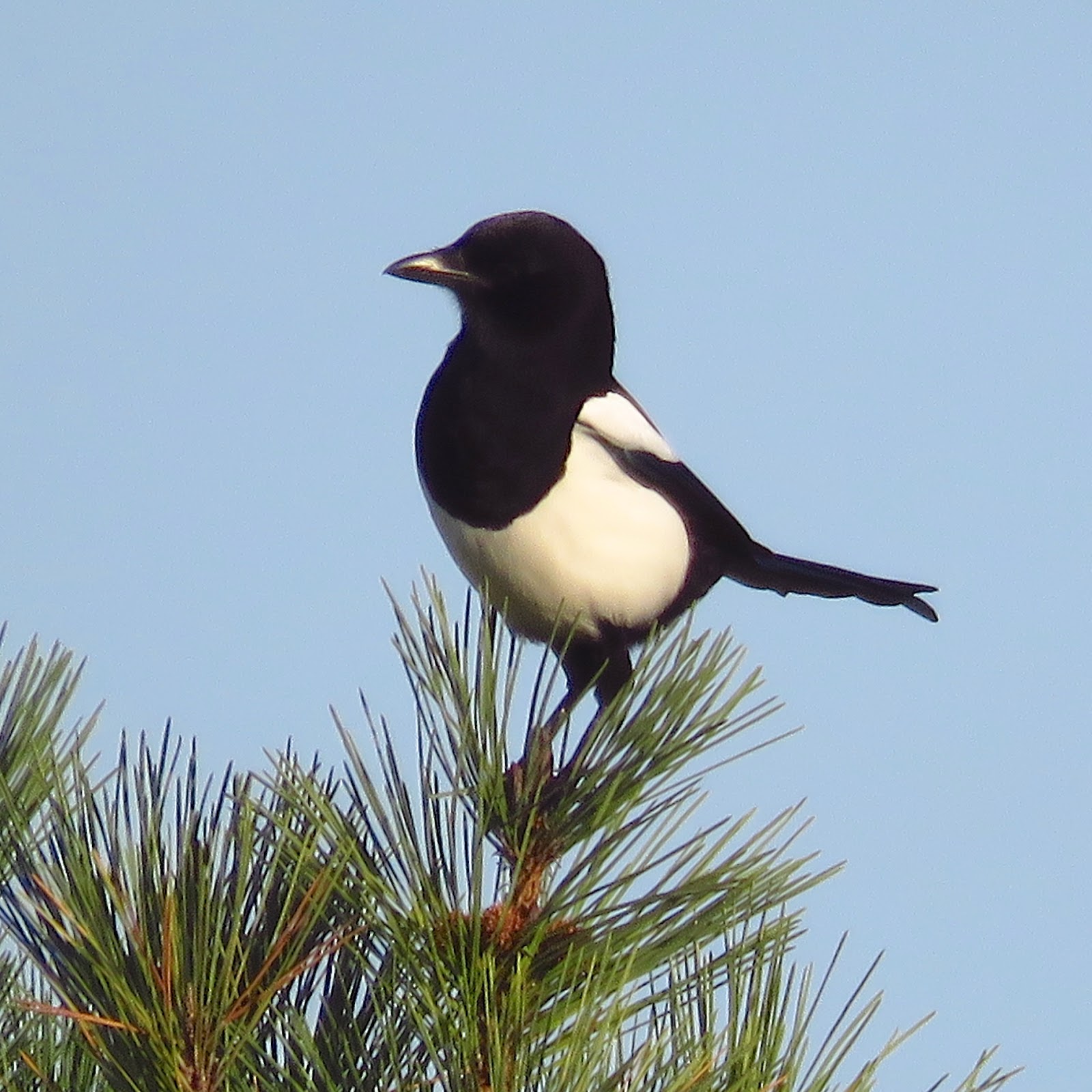 The Rattling Crow: 2016