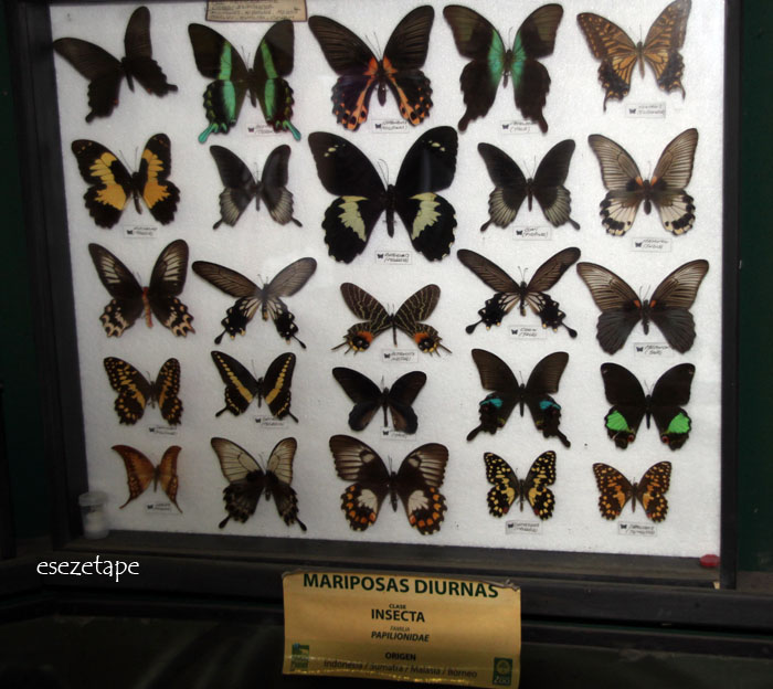 INSECTOS QUE PARECEN JOYAS: ÁLBUM COLECCIONES DE MARIPOSAS