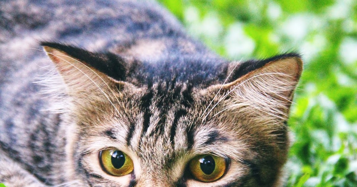 20 Koleksi Gambar Kucing Comel Bernama Tambi - koleksi kucing comel ... 20 Koleksi Gambar Kucing Comel Bernama Tambi - koleksi kucing comel ...