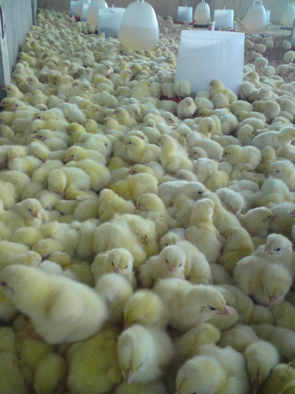 Khabarkini: Ayam Kampung Mardi Daging Pejal Telor Banyak