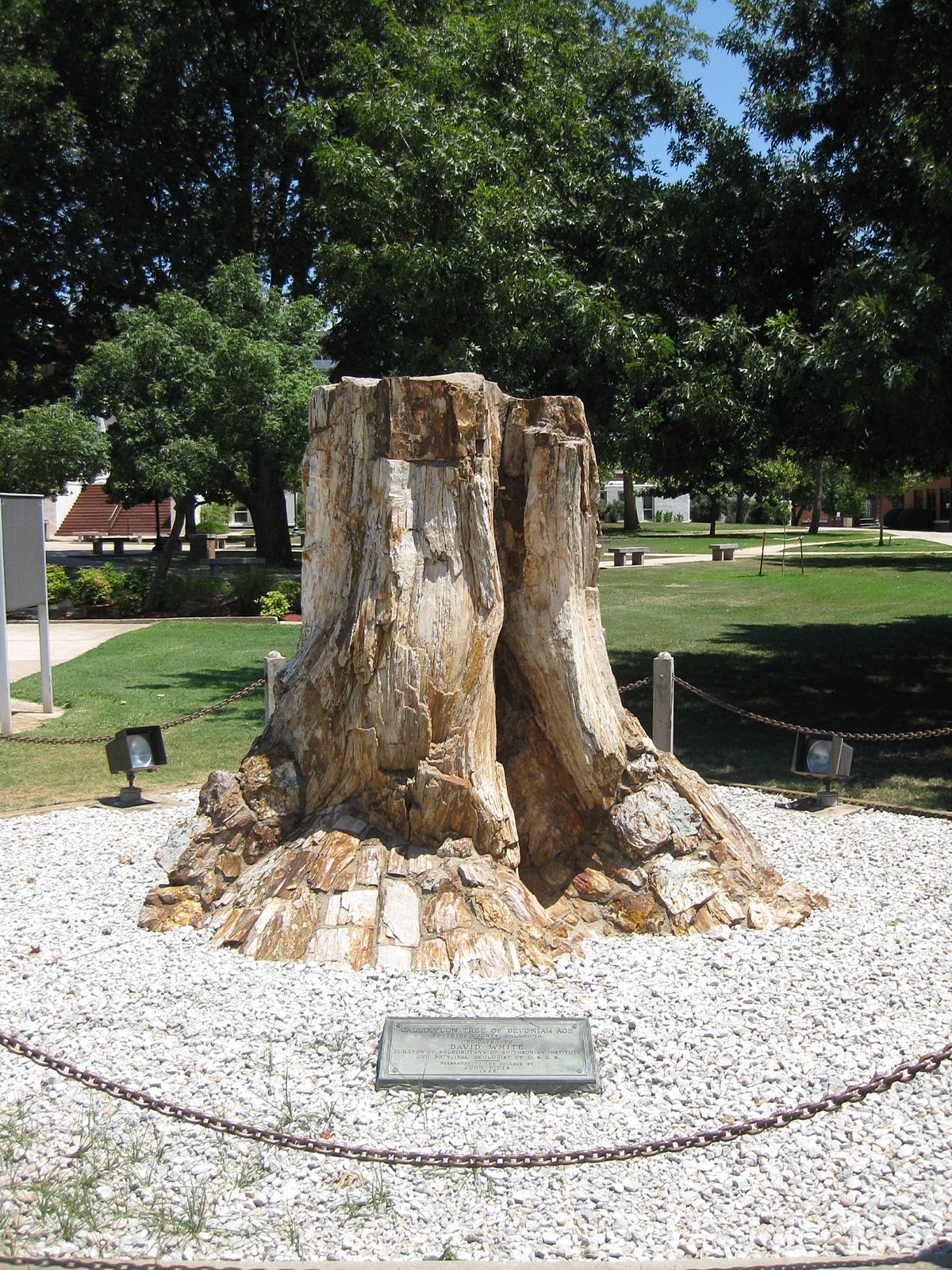 Paleontología en Colombia: Bosques devónicos de Colombia, un ecosistema ...