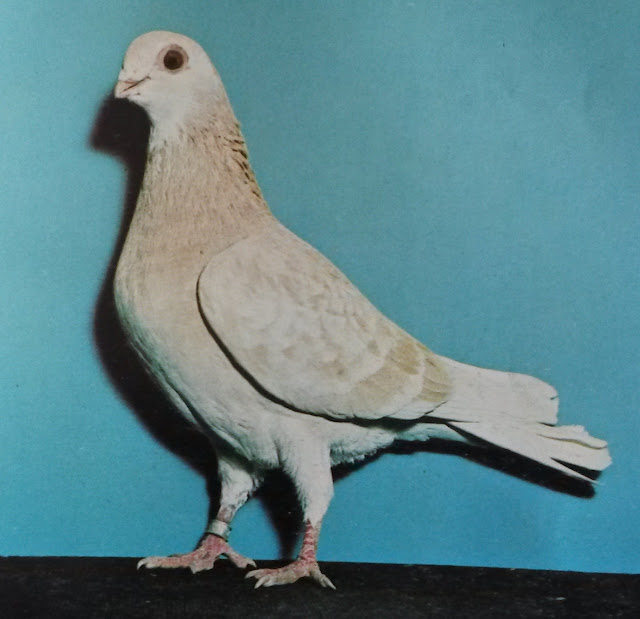 Details Information about Poster Pigeon - Encyclopedia of Bird Kingdom