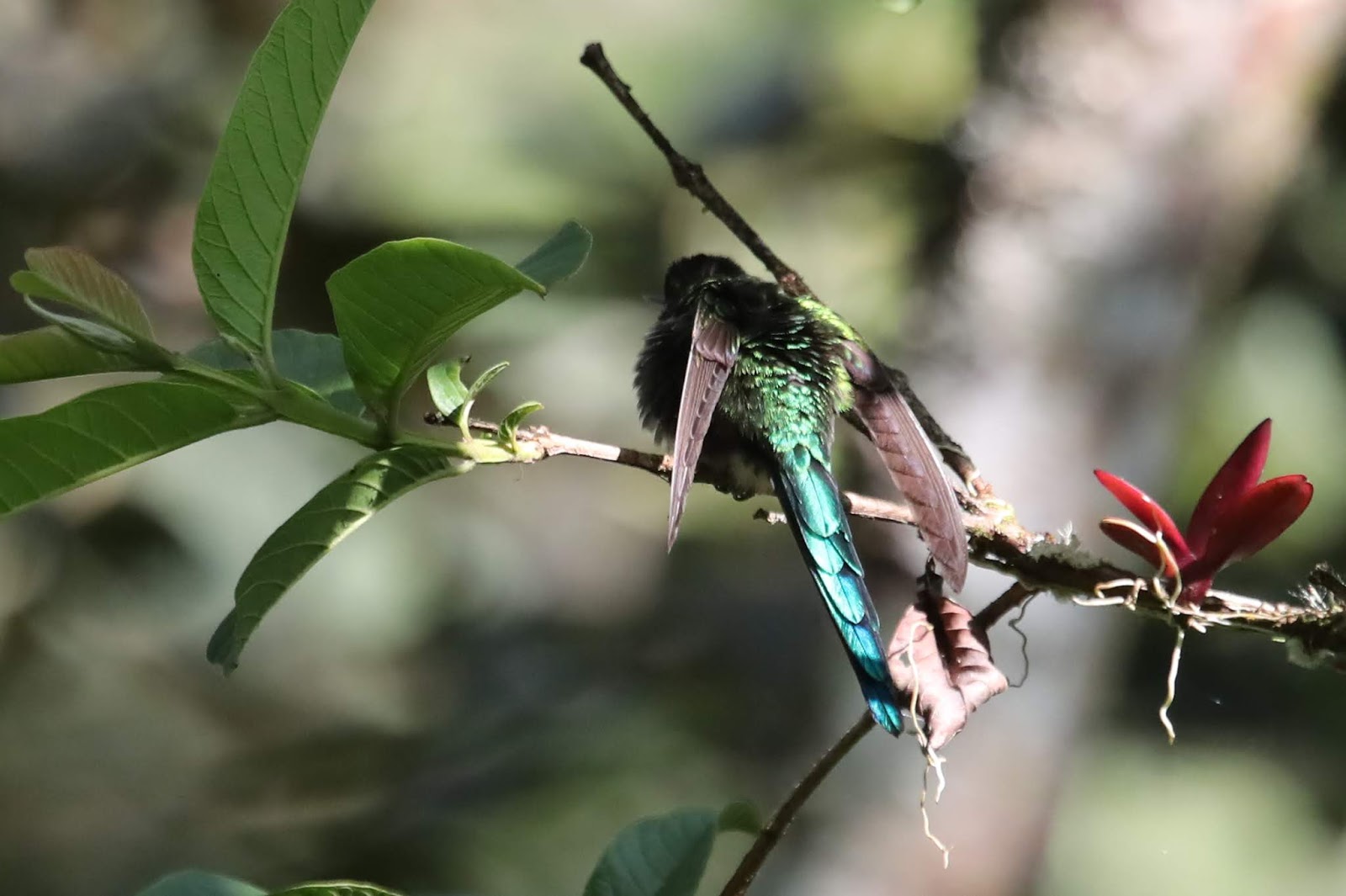 Instantes alados Perú y Ecuador 2018: colibrí verde de cola larga