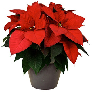 navbass: Cara menanam dan merawat tanaman KASTUBA