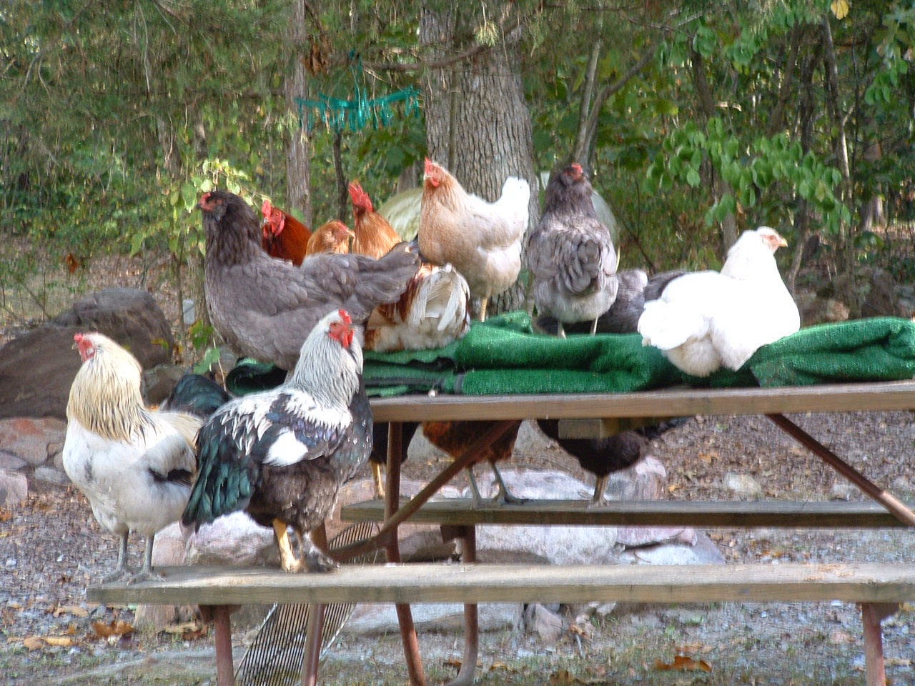 Blue Starr Gallery: Here Chicky Chicky Chick