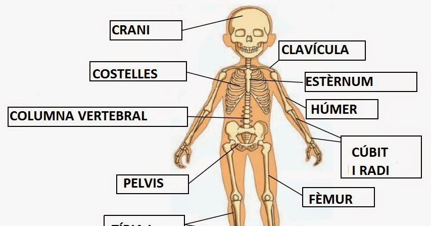 EL COS HUMÀ: 3. QUALS SÓN ELS PRINCIPALS OSSOS DEL NOSTRE ESQUELET?