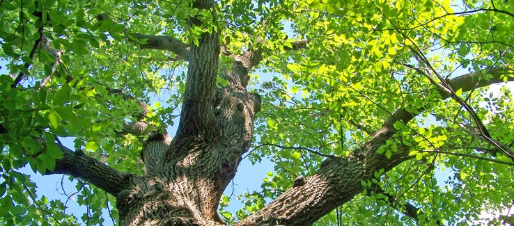 Fast Tree Removal Services Atlanta: 4 Healing Trees for Your Backyard