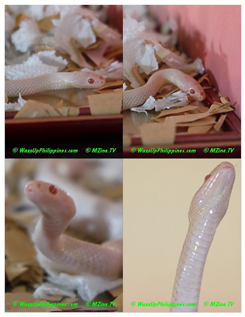 GALEMA, Anak ni Zuma Ending Presscon