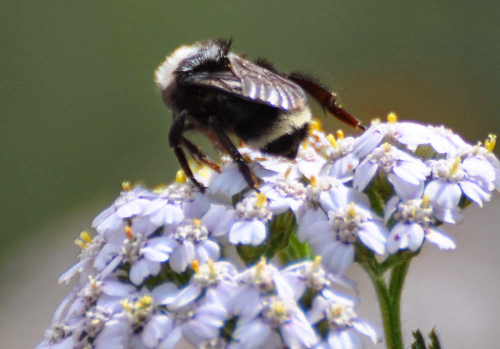 Mother Nature's Backyard - A Water-wise Garden: Yellow-faced Bumble Bee ...