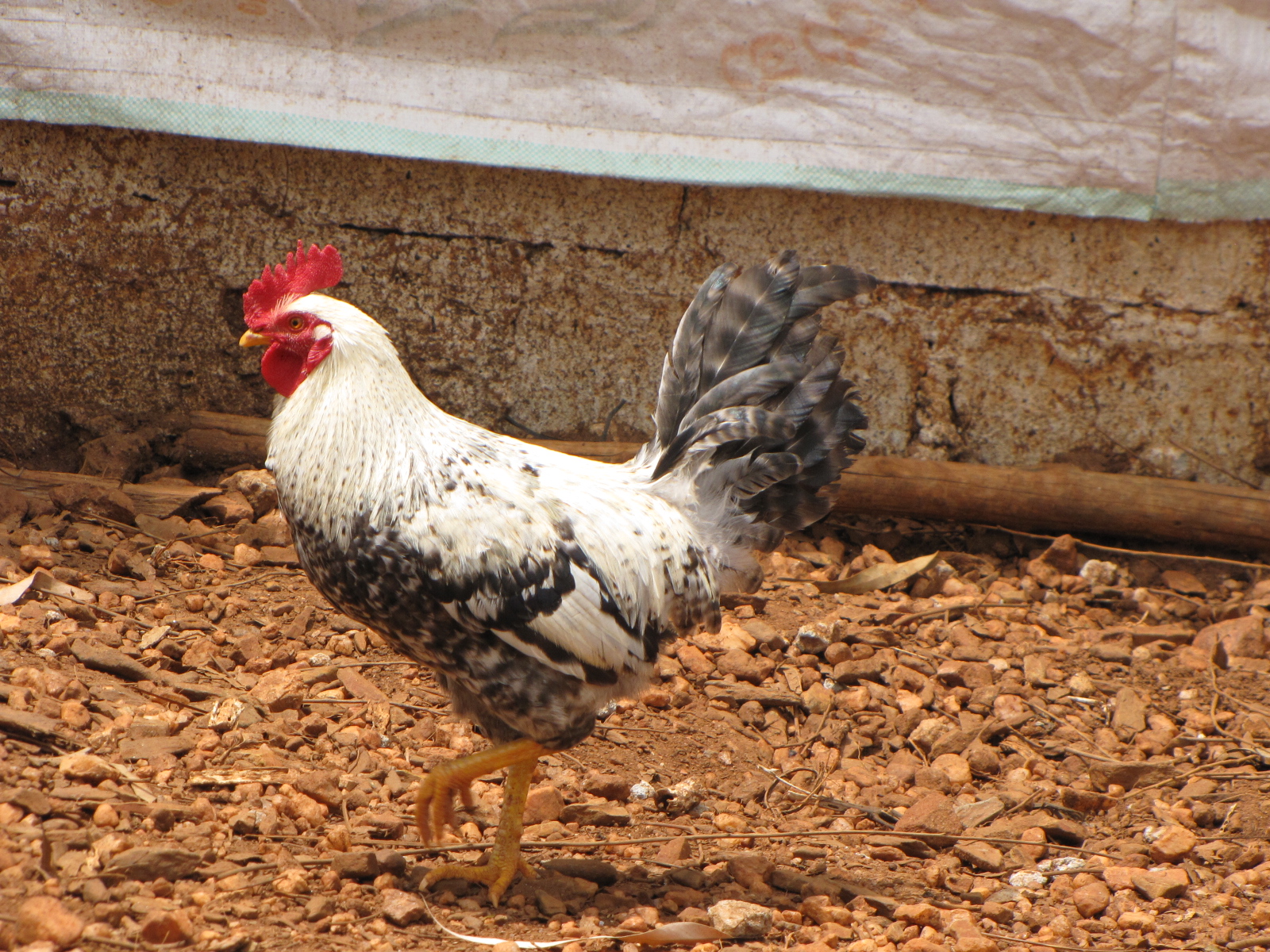 Indian country chicken: Naati koli means Country chicken ನಾಟಿ ಕೋಳಿ