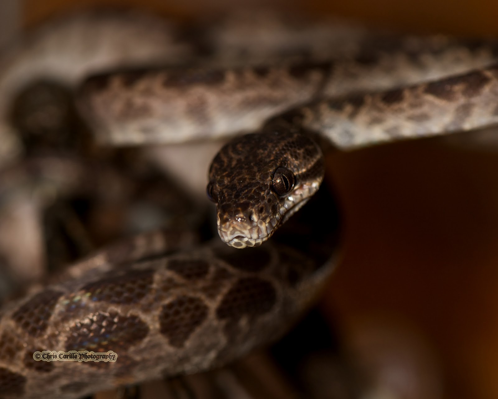 Garden of Eden Exotics & CC Photography: The Unpredictably Variant ...