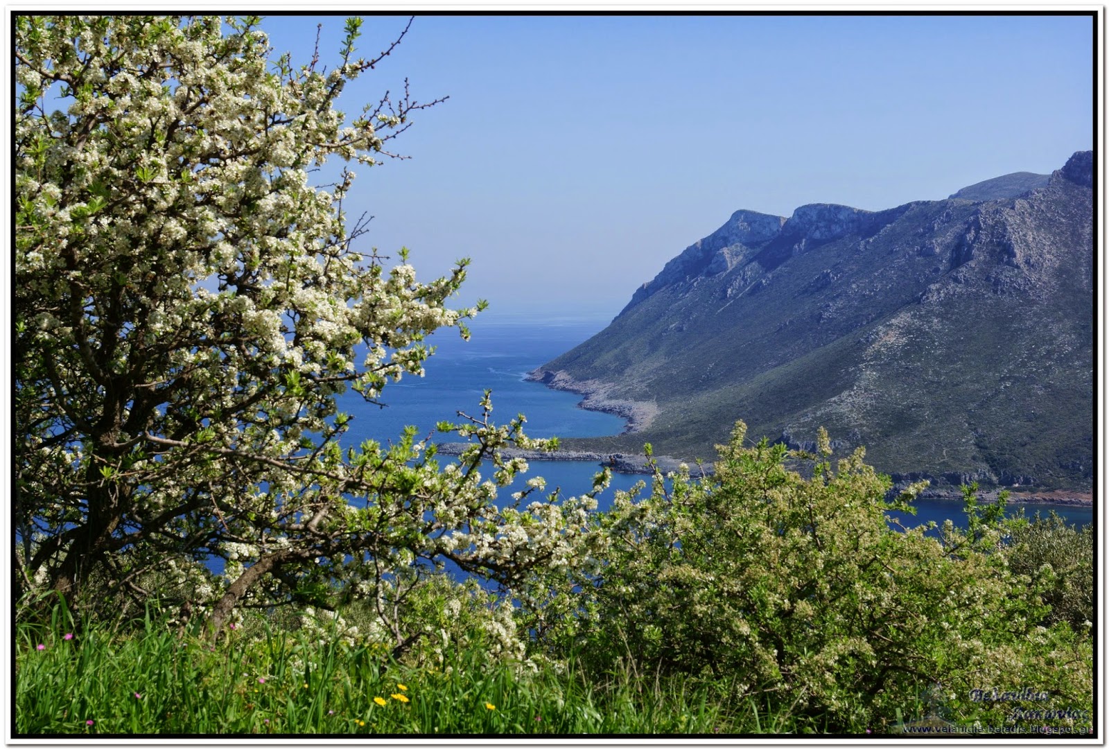 ΦΥΣΗ | ΒΕΛΑΝΙΔΙΑ - ΦΩΤΟΓΡΑΦΙΕΣ