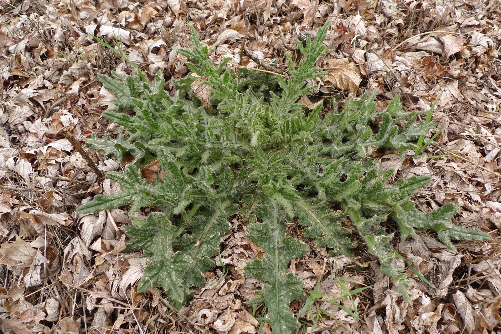 Bull Thistle Rosette