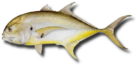 A Arte da Pesca: Peixes de Água Salgada - Xaréu