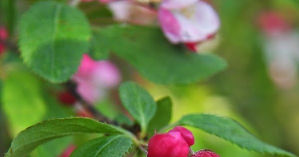Preston Bissett Nurseries and Country Shop: Top Spring Shrubs Trees And ...