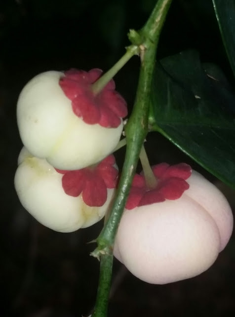 Warisan Petani: Pokok Cekur Manis.