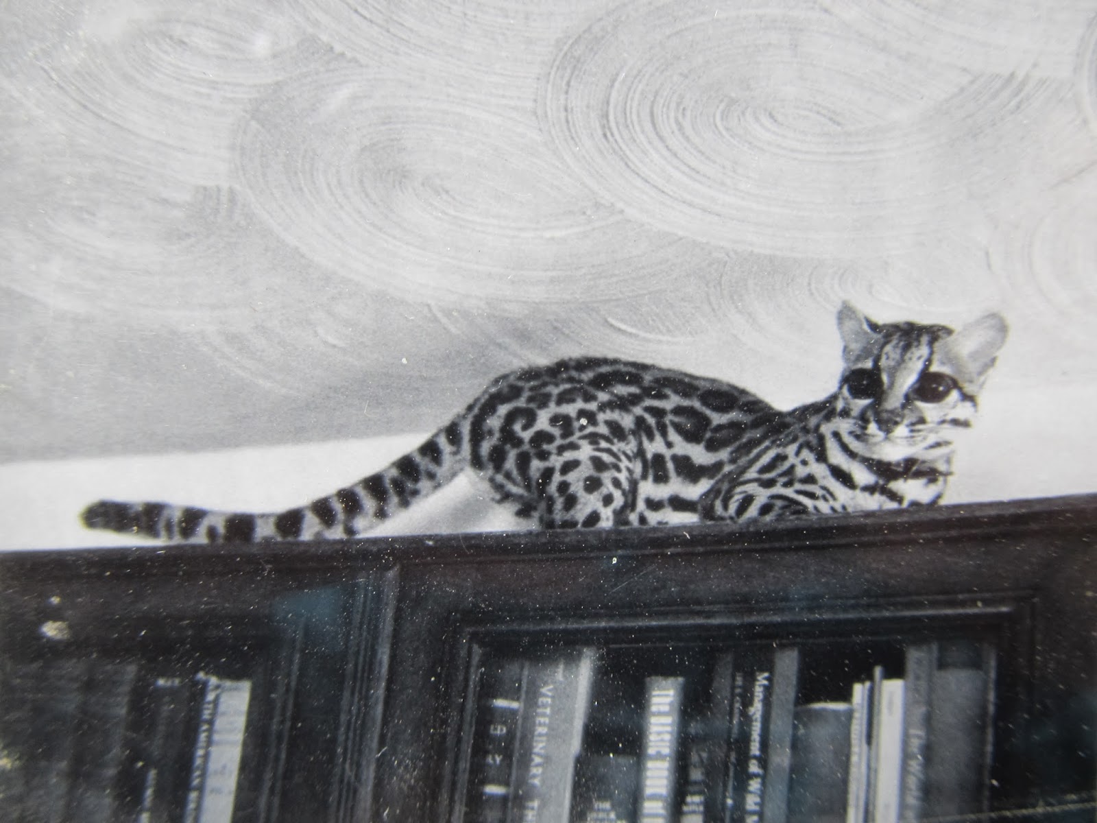 Cryptic Cats – Stephen Bodio