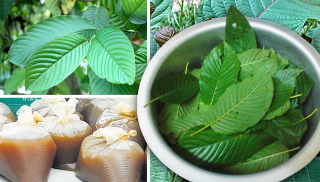 PenangKini: Penyalahgunaan Daun Ketum