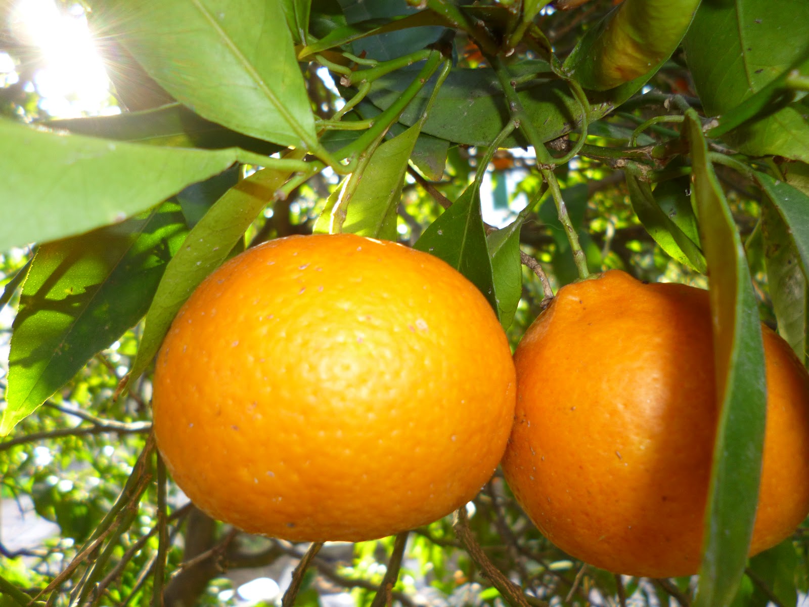 Língua Portuguesa: perguntas e respostas!: .tângera, tanja ou tânjara?