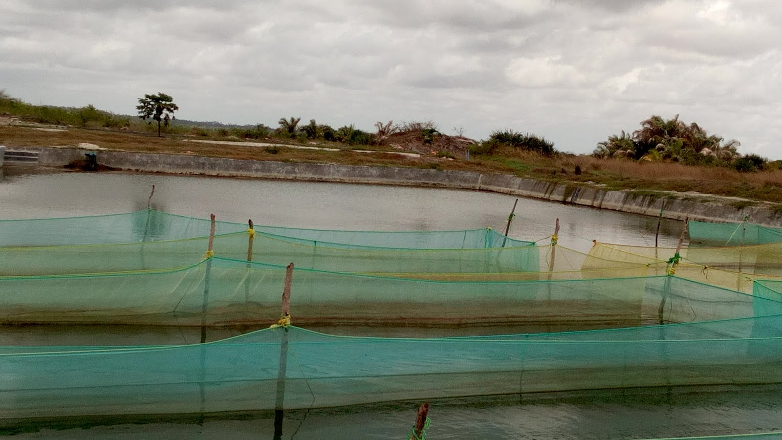 Aqua-business con: Rearing of fish in Hapa