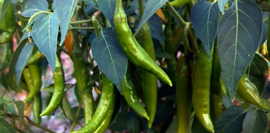 Ace Tech Insights: 2017