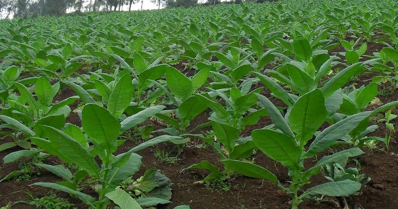 How to Grow Tobacco in Australia
