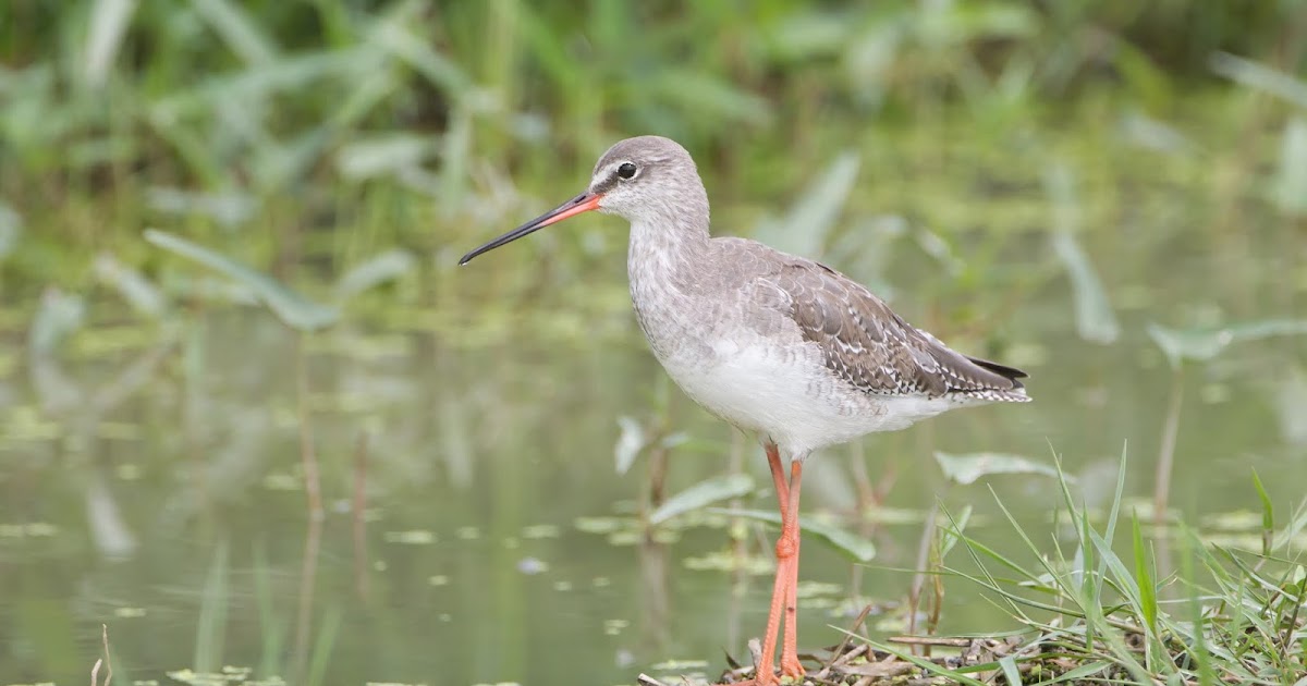 London Birder: Gallions Reach