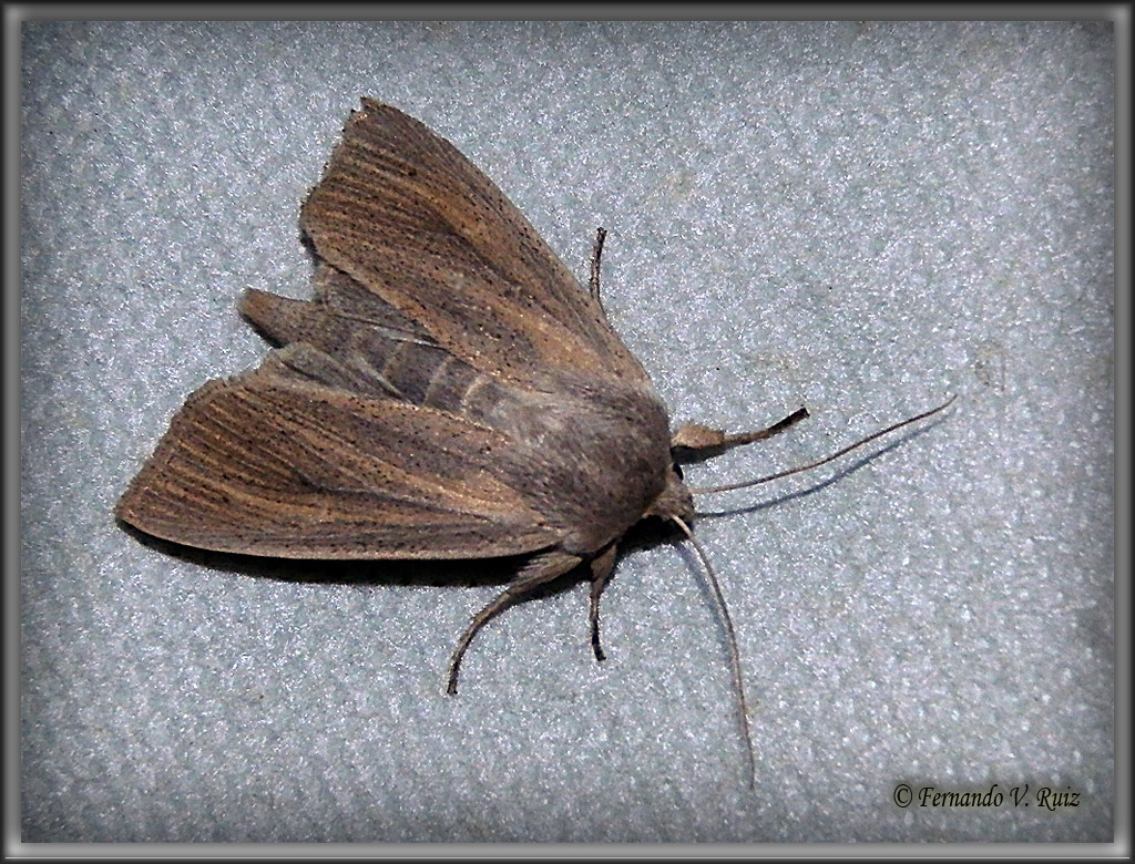 Insectos de La Rioja: (Sesamia cretica)