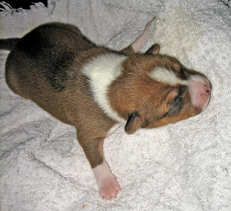 Beautiful Photographs of Basenji Puppies and Dogs