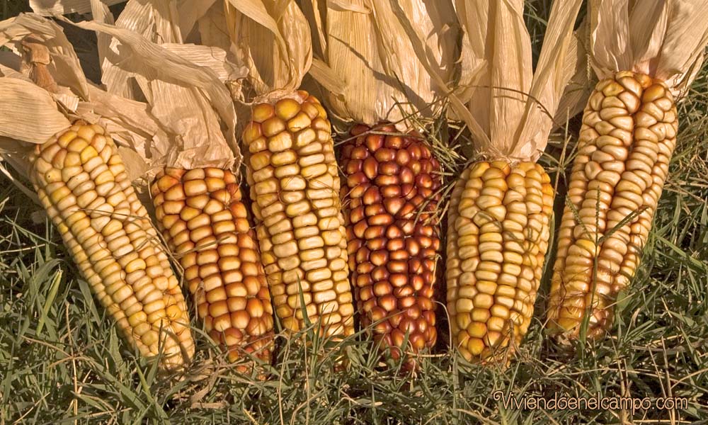 Viviendo en el Campo: Las Mazorcas