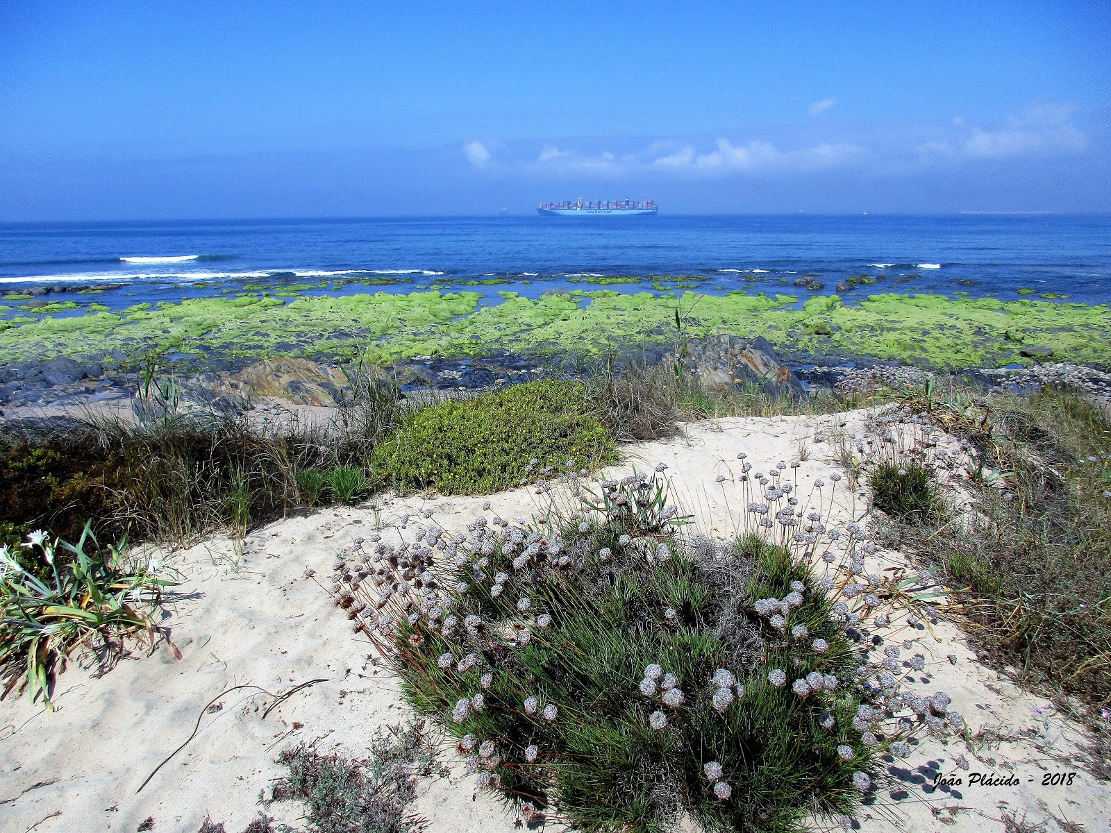 Cabo de Sines: Navegando o mar a sul de Sines / Sailing the sea south ...