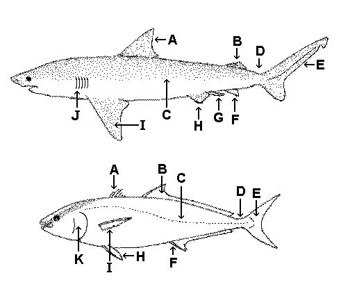 Cartilaginous Fish Diagram