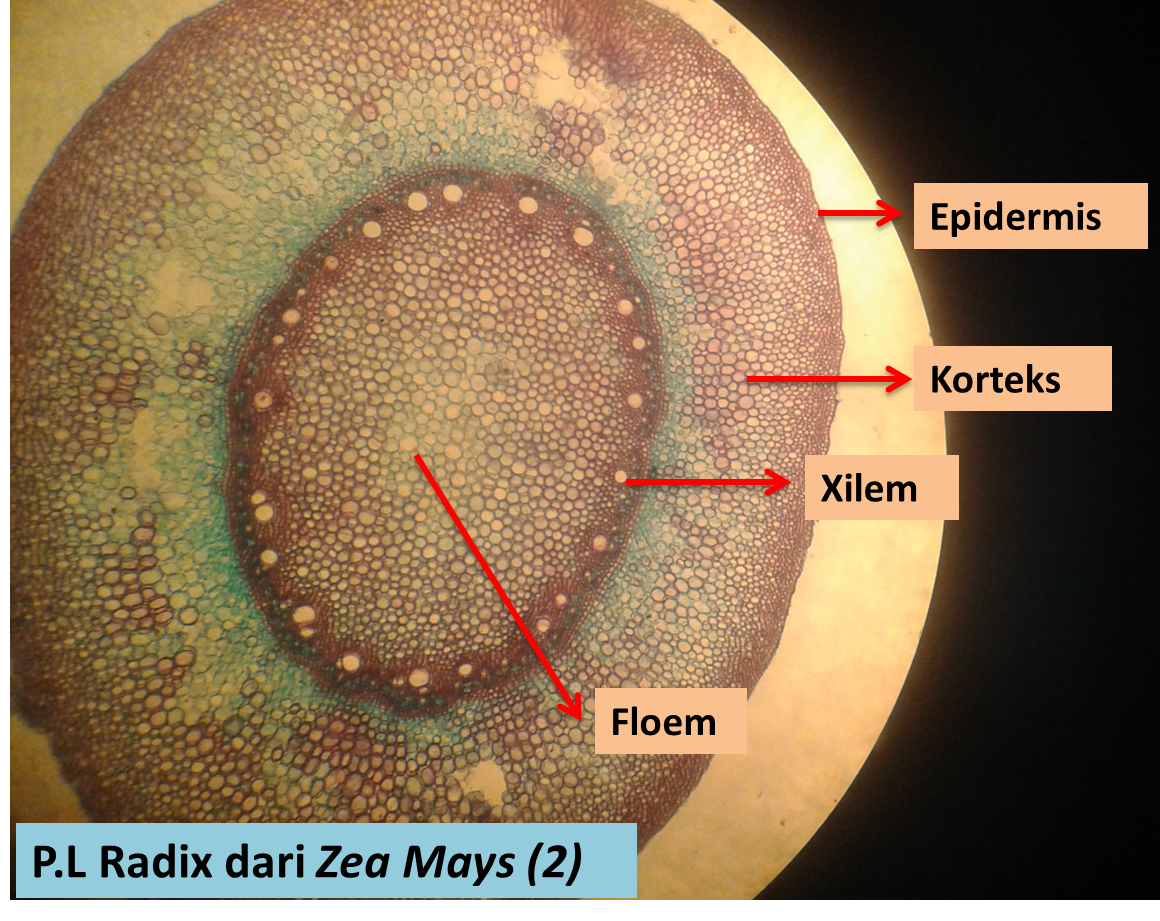 Wurzel: ANATOMI TUMBUHAN - AKAR VIIB