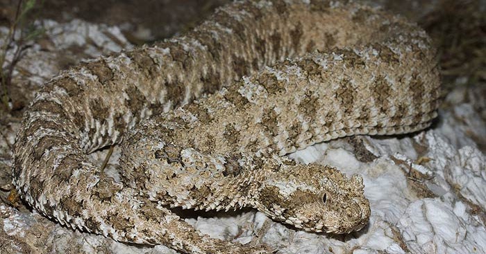 Real Monstrosities: Strike of the Spider's Snake