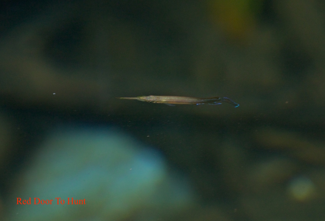 RED Door To Hunt: Sebahagian Spesies Ikan Paya Air Tawar Di Selangor