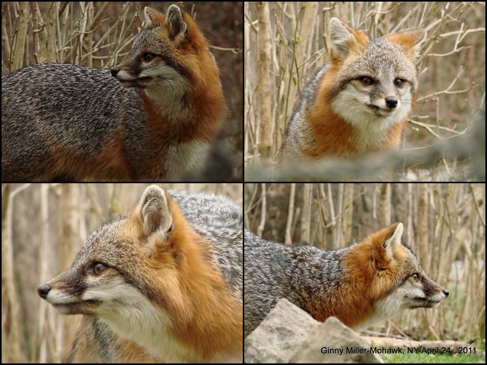 Photography By Ginny: Female Gray Fox-April 24, 2011